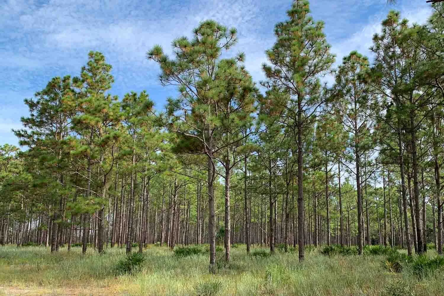 Donate — Friends of St. Marks Wildlife Refuge