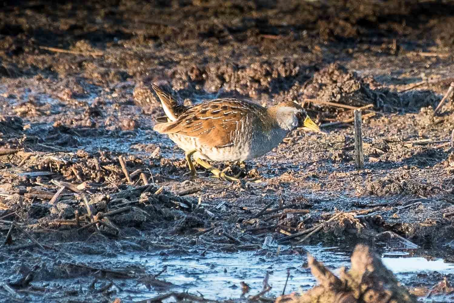 Mid-December Duck Survey — Friends of St. Marks Wildlife Refuge