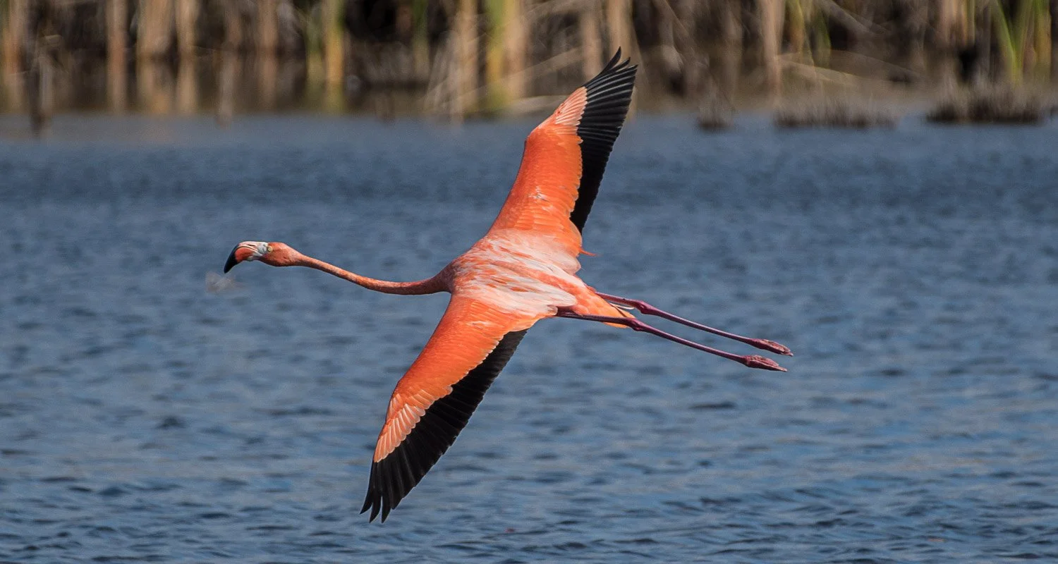 Greater Flamingo Flying