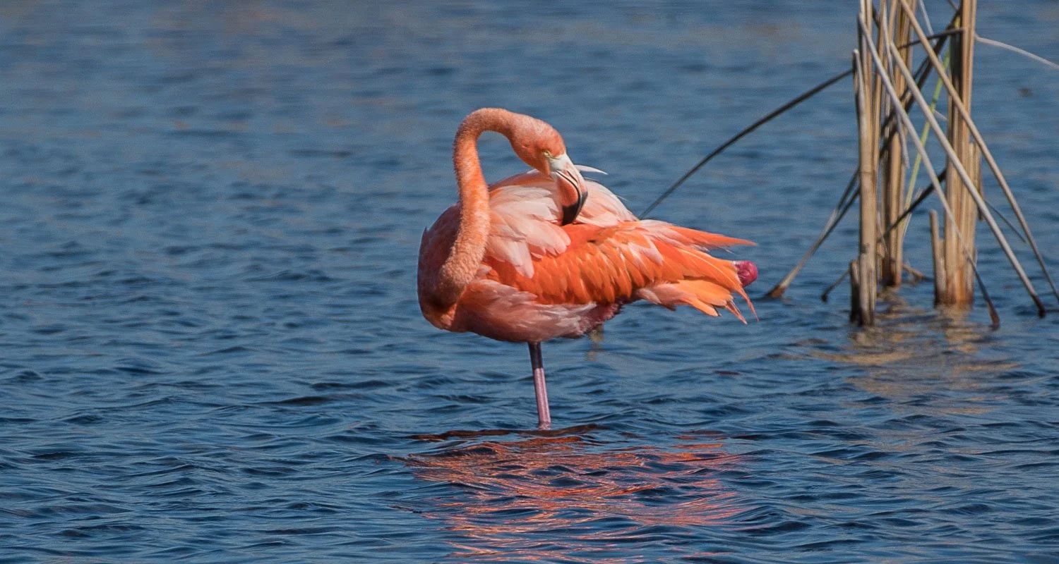 Flamingo – Friends of St. Marks Wildlife Refuge