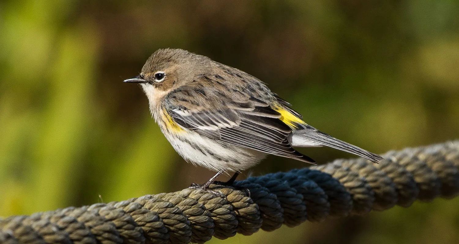 Fall Migration at SMNWR — Friends of St. Marks Wildlife Refuge