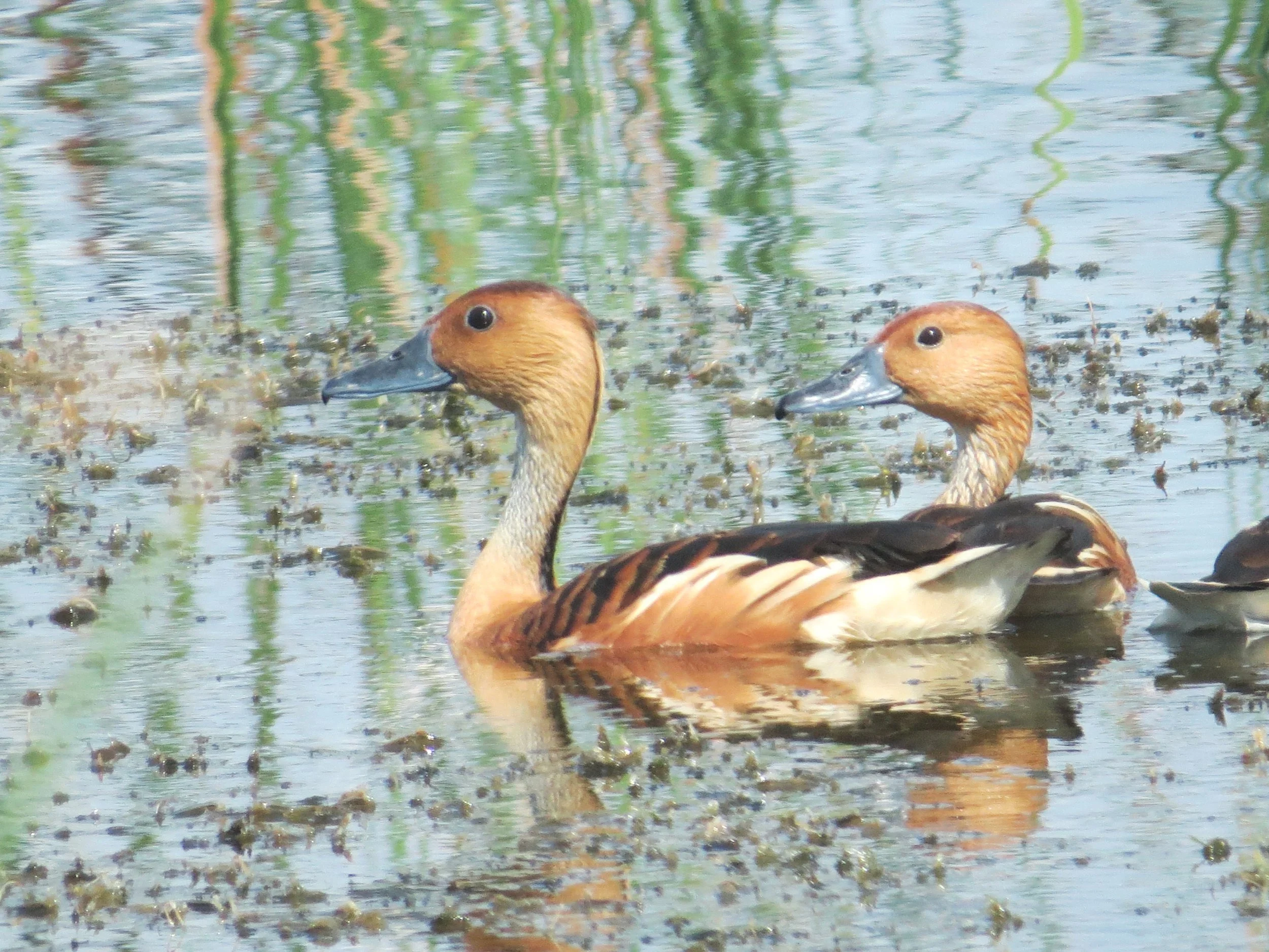 Duck Season — Friends of St. Marks Wildlife Refuge