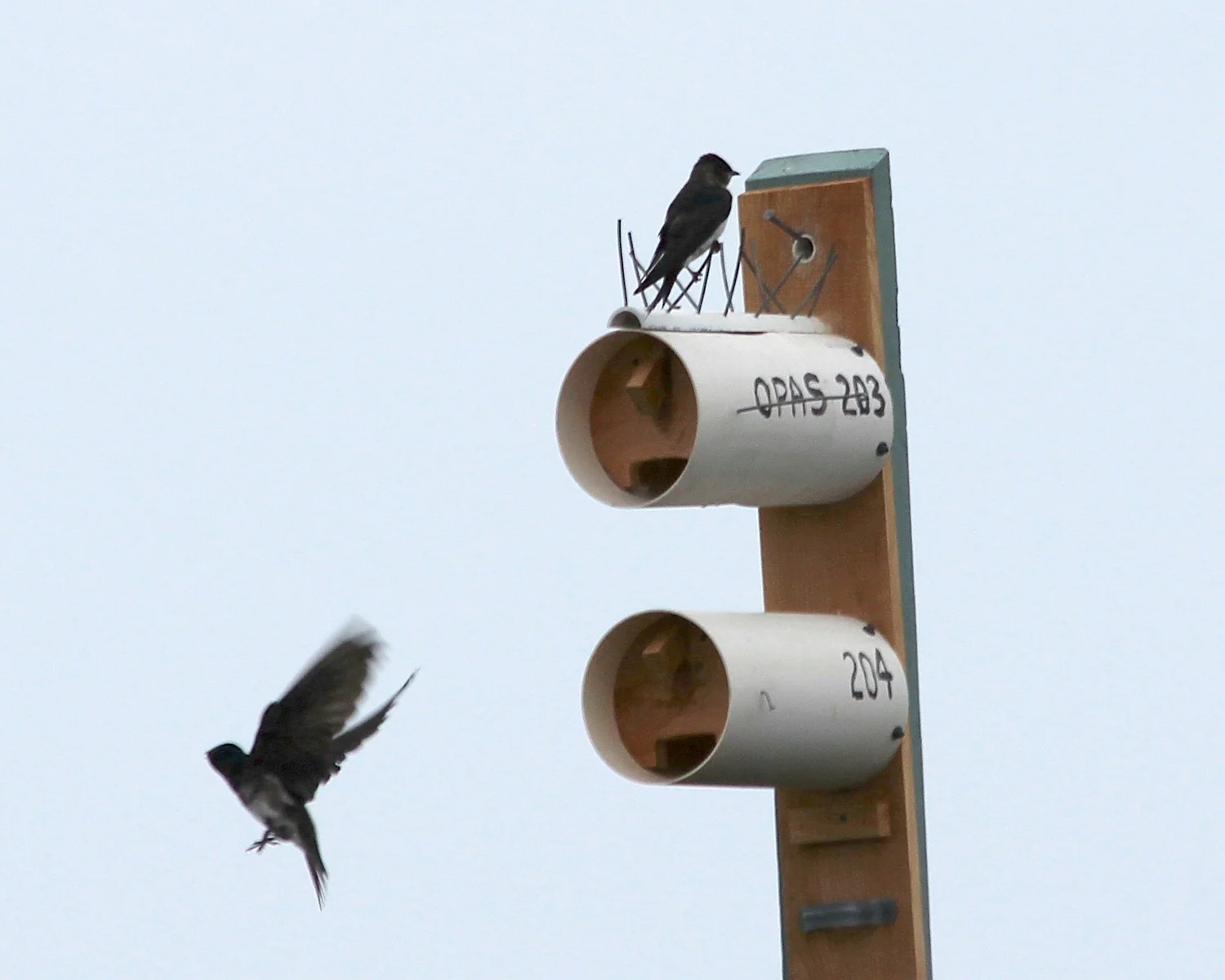 Purple Martin Nest Box Project — OLYMPIC PENINSULA AUDUBON SOCIETY