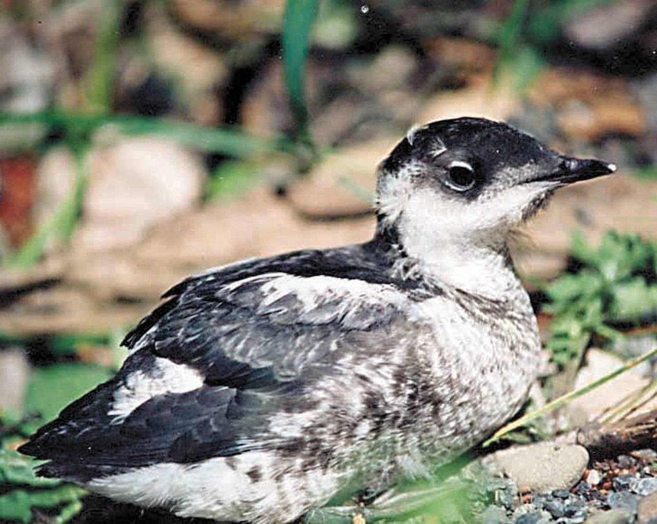 Marbled Murrelet LTCS — OLYMPIC PENINSULA AUDUBON SOCIETY