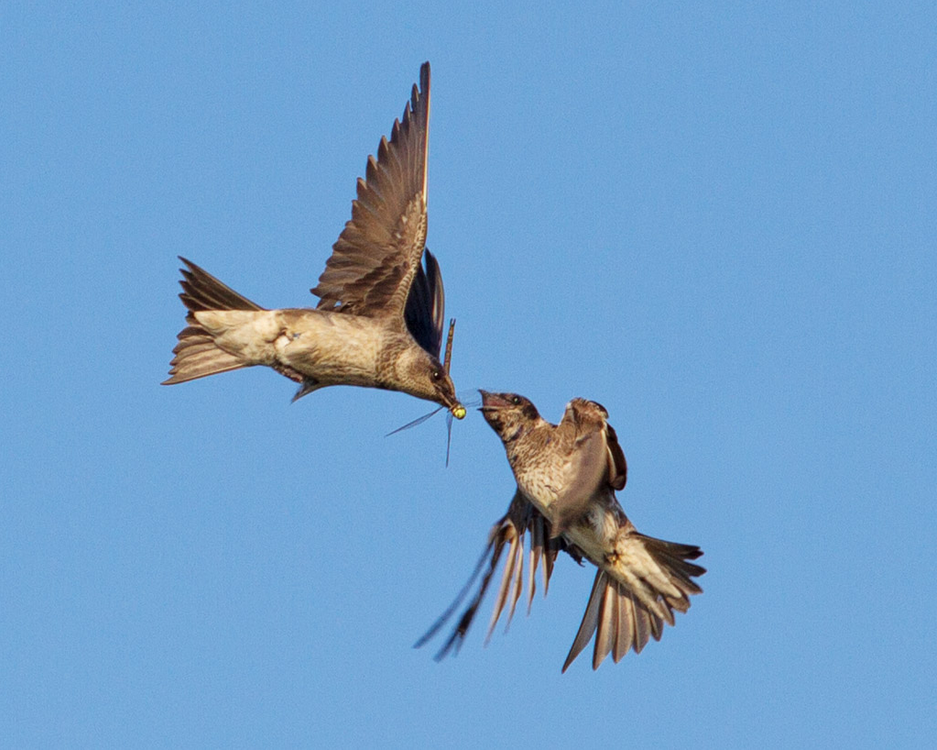 Photo Gallery 1 — OLYMPIC PENINSULA AUDUBON SOCIETY