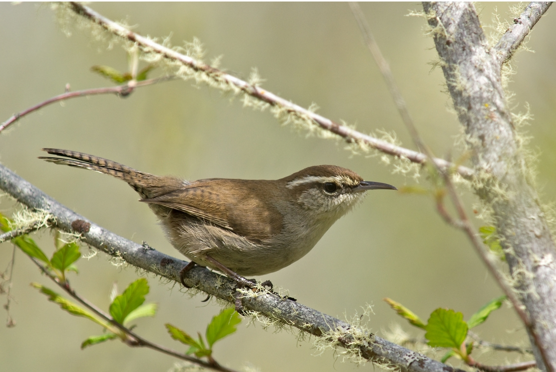 Photo Gallery 2 — OLYMPIC PENINSULA AUDUBON SOCIETY
