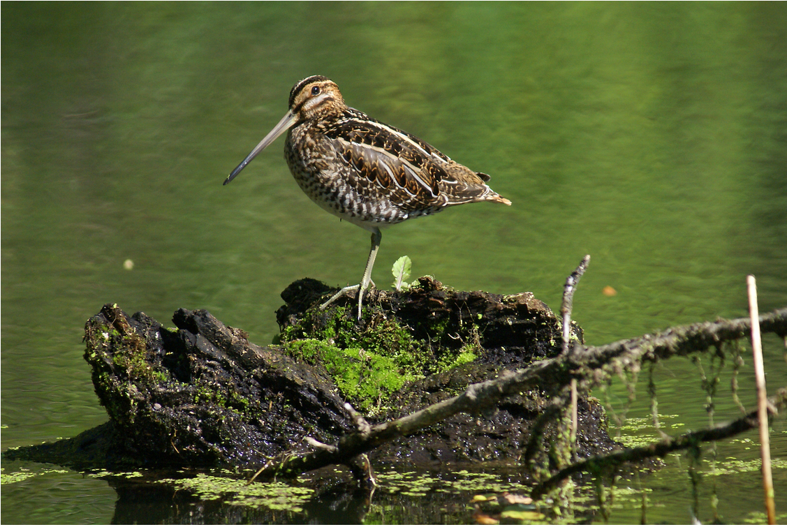Photo Gallery 2 — OLYMPIC PENINSULA AUDUBON SOCIETY