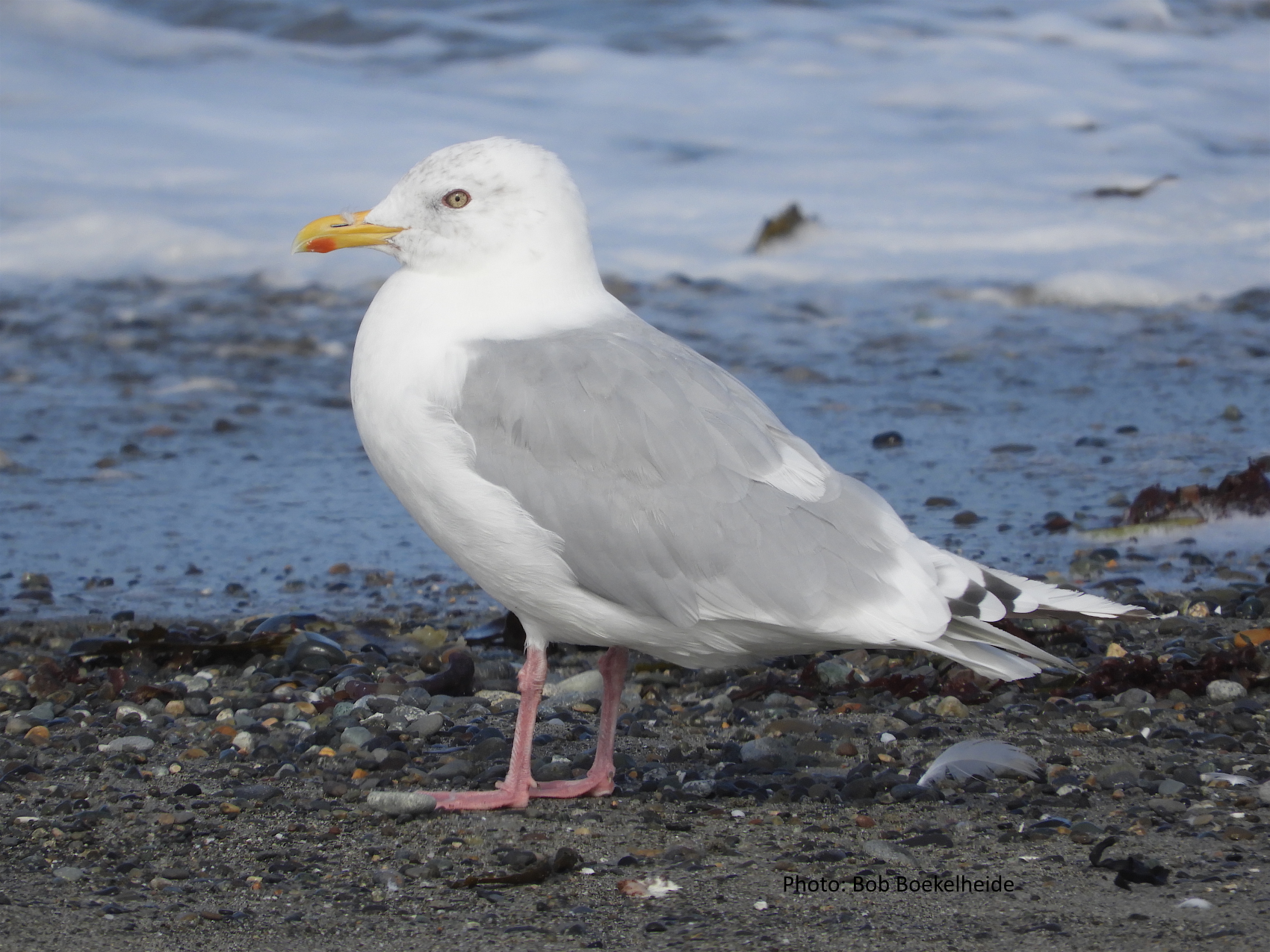OPAS Field Trip: Mouth of the Elwha River Bird Walk — OLYMPIC PENINSULA ...
