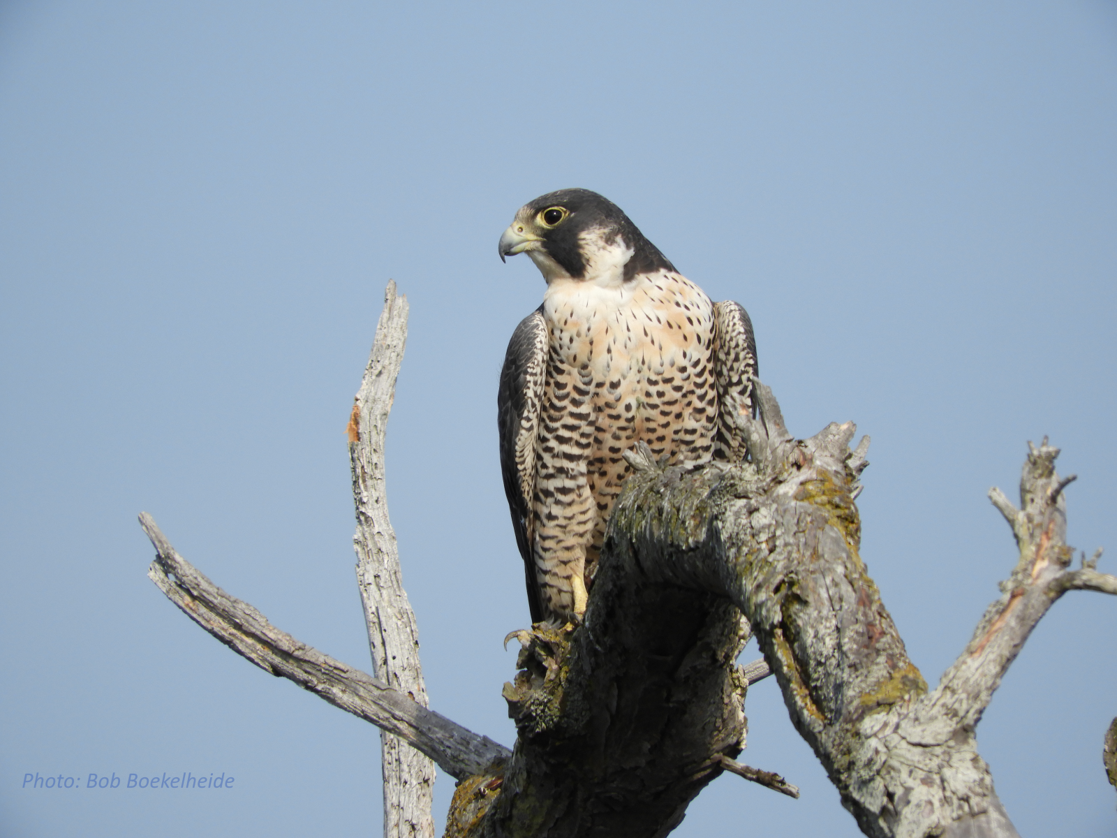 Bird Sightings — OLYMPIC PENINSULA AUDUBON SOCIETY