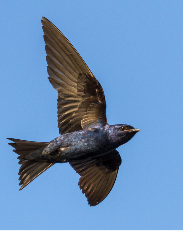 Community Science Projects — OLYMPIC PENINSULA AUDUBON SOCIETY