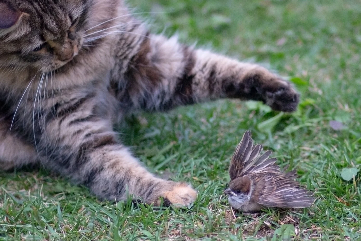 BirdSafe Cats — OLYMPIC PENINSULA AUDUBON SOCIETY