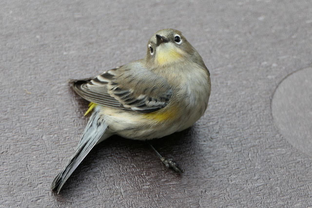Project BirdSafe — OLYMPIC PENINSULA AUDUBON SOCIETY