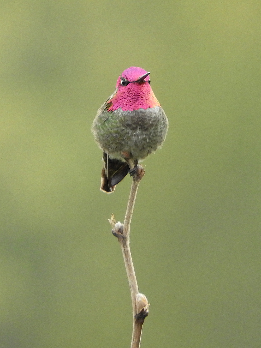 Anna's vs Rufous Hummingbirds — OLYMPIC PENINSULA AUDUBON SOCIETY