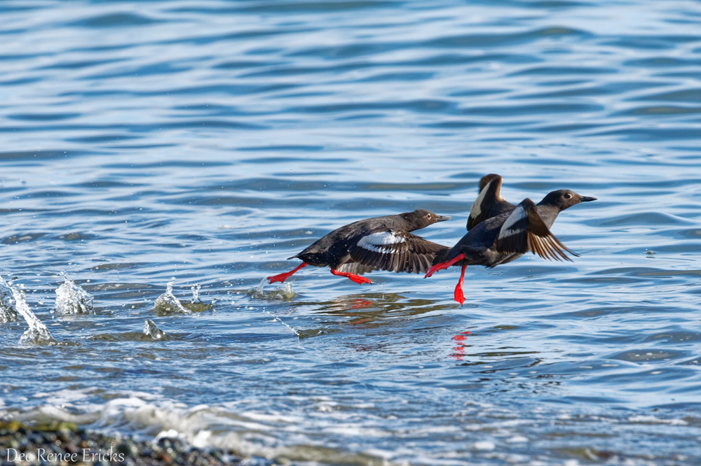 Pigeon Guillemot Survey — OLYMPIC PENINSULA AUDUBON SOCIETY