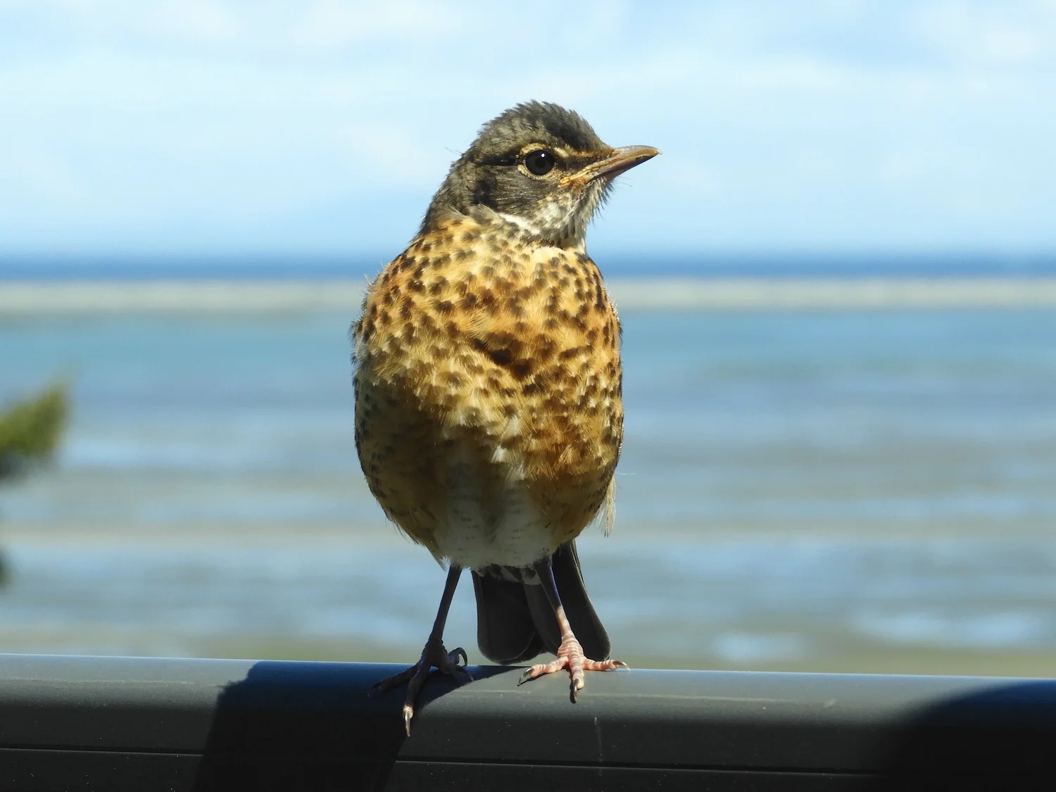 Fledgling American Robin