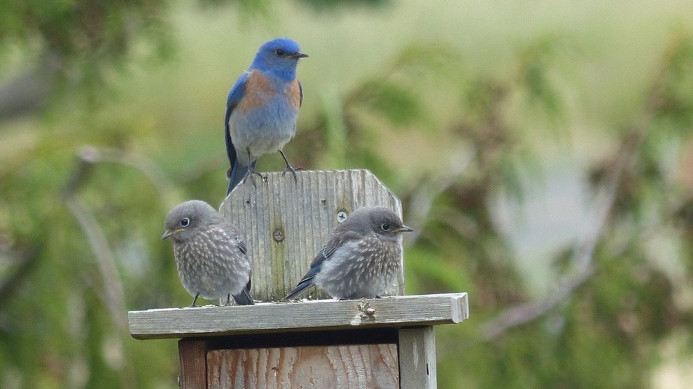 Spot, the Western Bluebird, is a dad! — OLYMPIC PENINSULA AUDUBON SOCIETY