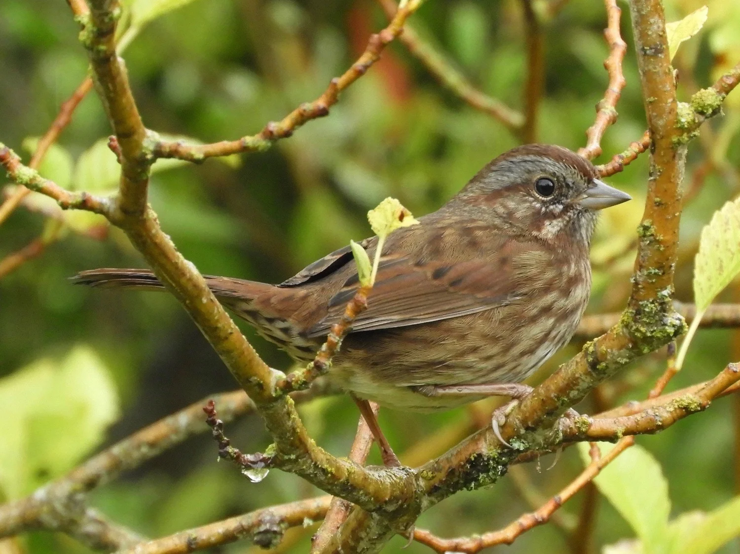 The Ever-Present Song Sparrow — OLYMPIC PENINSULA AUDUBON SOCIETY