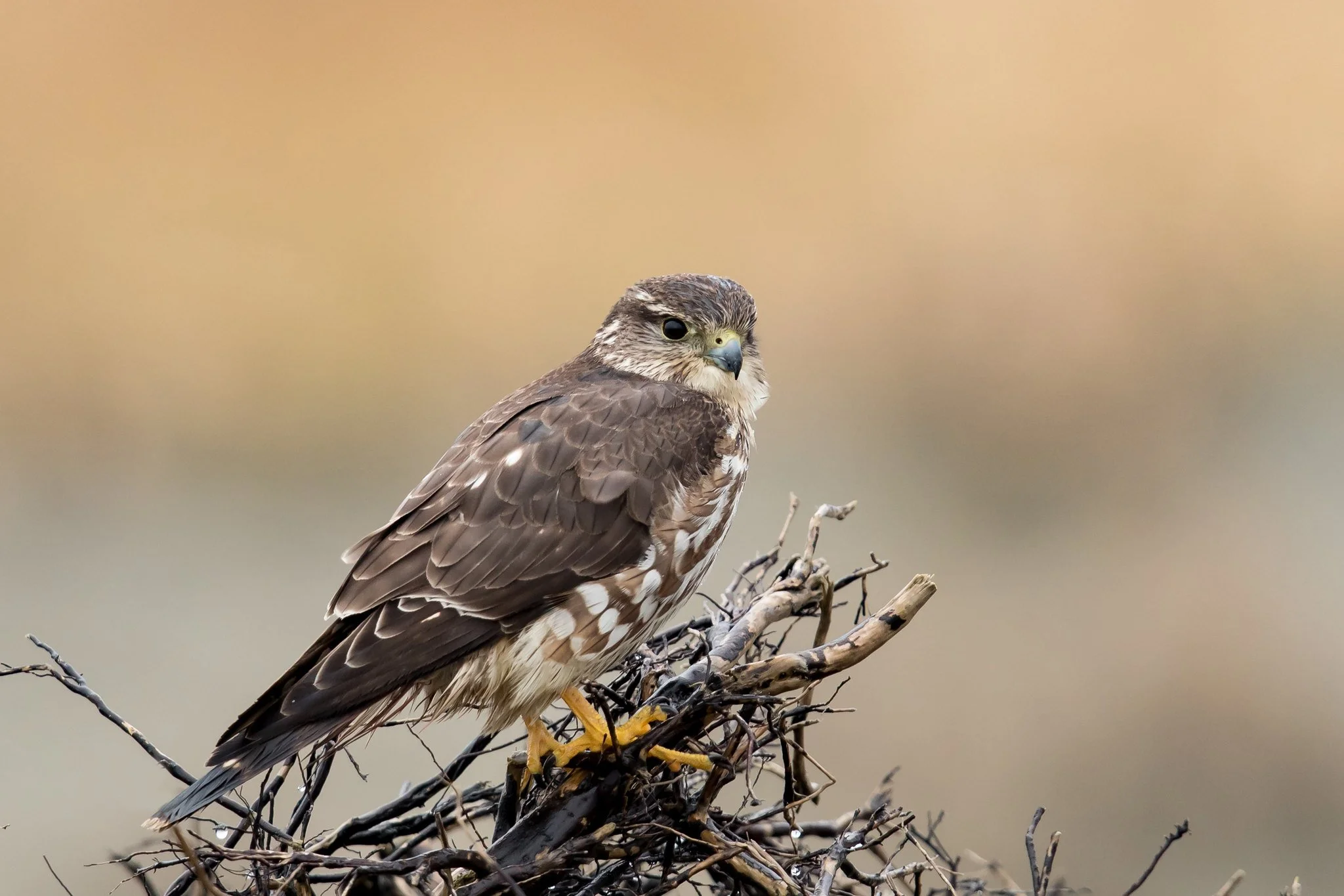 Watch Out for Merlins! — OLYMPIC PENINSULA AUDUBON SOCIETY