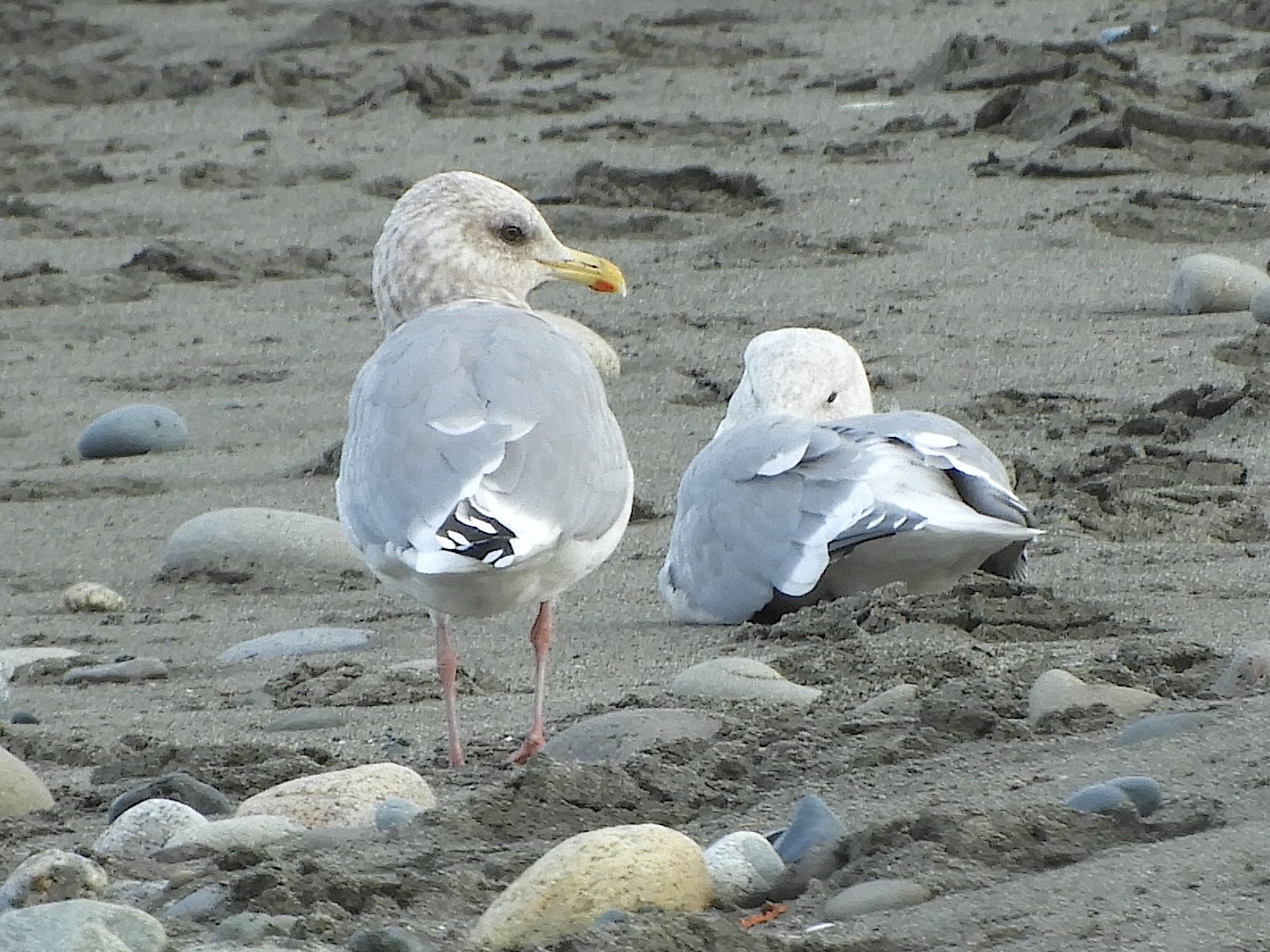 Sequim-Dungeness Christmas Bird Count Results — OLYMPIC PENINSULA ...