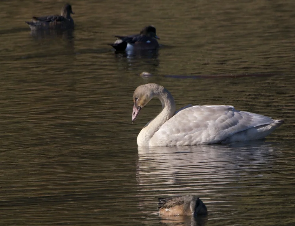 New Research to Advance Migratory Swan Conservation — OLYMPIC PENINSULA ...