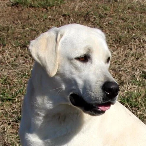 Litters — Martin Lake Labradors of Houston