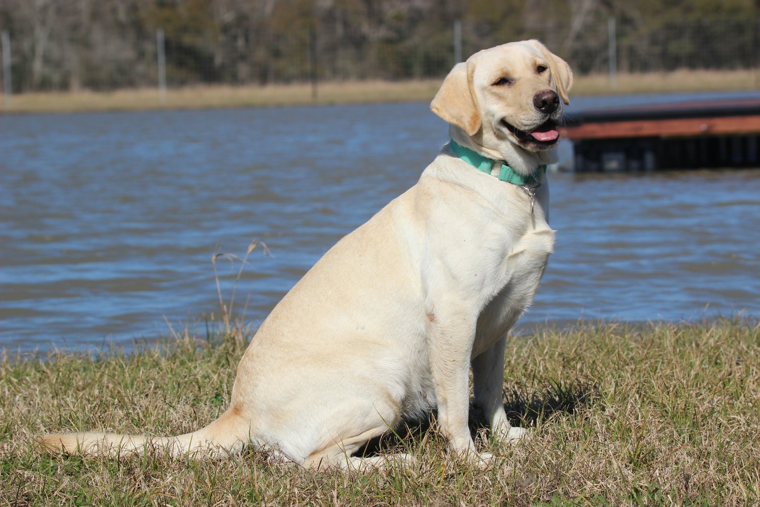 Colors Explained — Martin Lake Labradors of Houston
