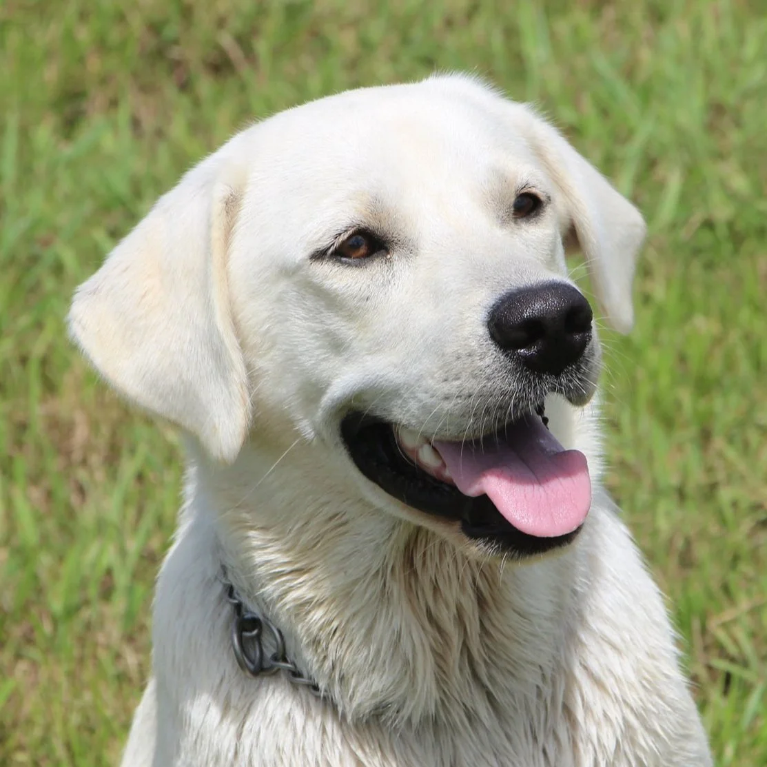 Current — Martin Lake Labradors of Houston