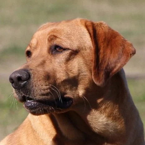 Girls — Martin Lake Labradors of Houston