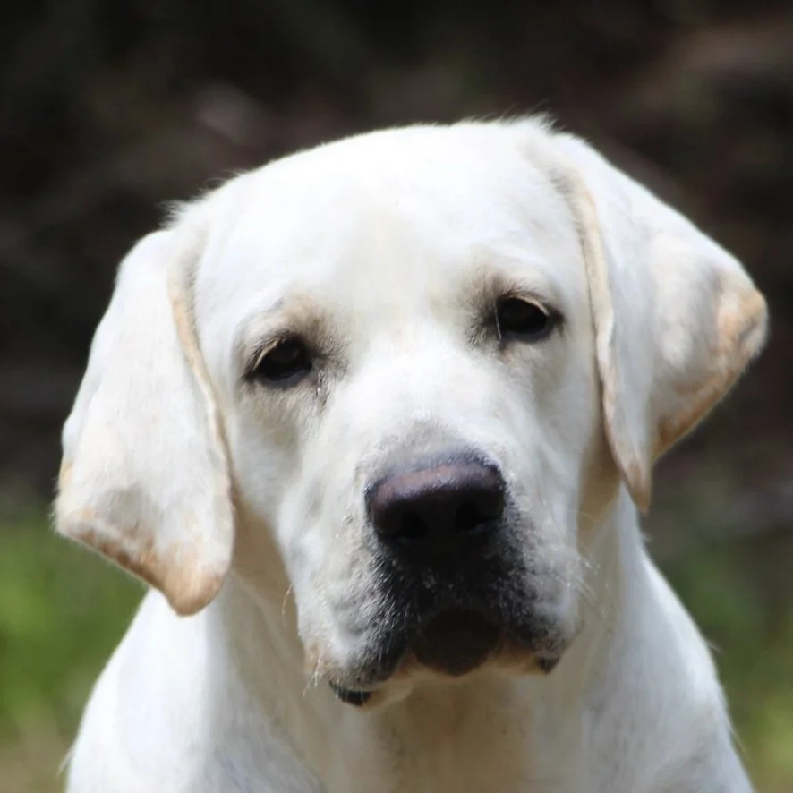 Current — Martin Lake Labradors of Houston