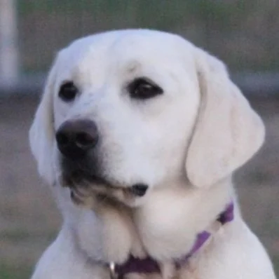 Current — Martin Lake Labradors of Houston