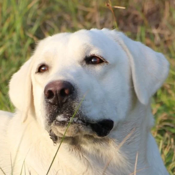 Current — Martin Lake Labradors of Houston