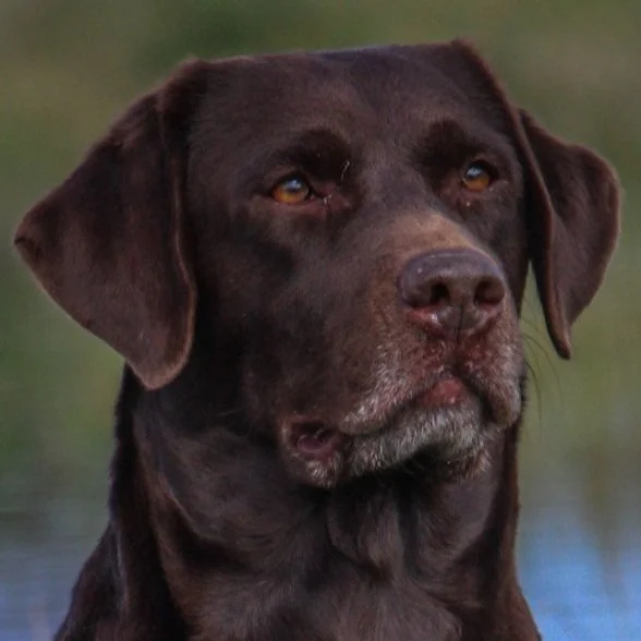 Current — Martin Lake Labradors of Houston