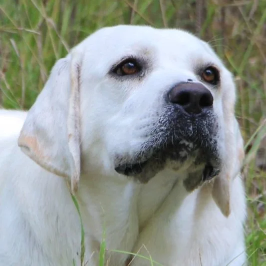 Current — Martin Lake Labradors of Houston