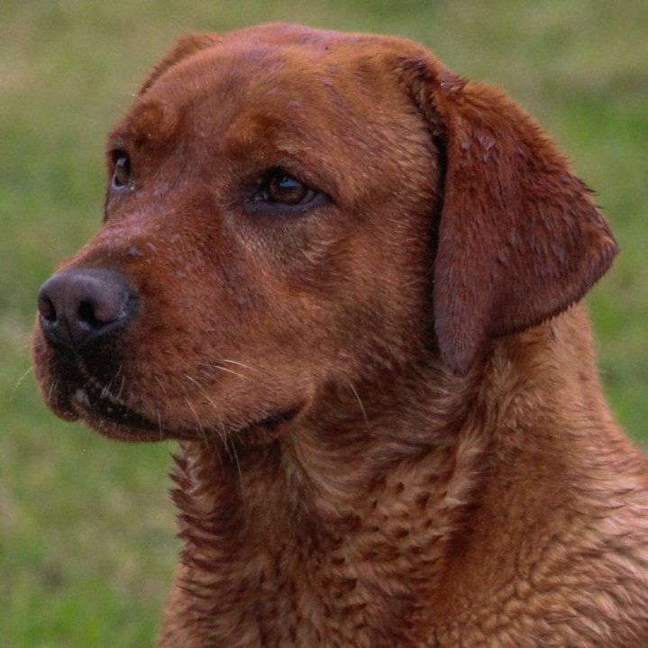 Current — Martin Lake Labradors of Houston