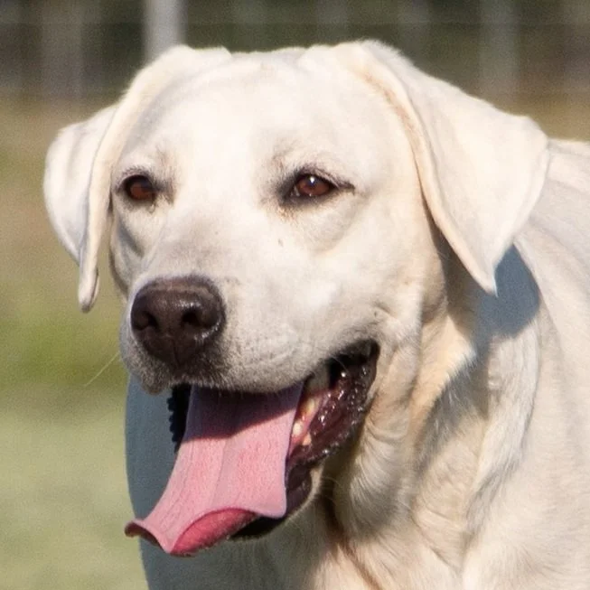 Girls — Martin Lake Labradors of Houston