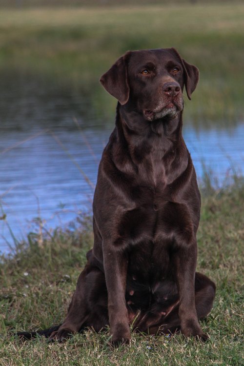 Mocha — Martin Lake Labradors of Houston
