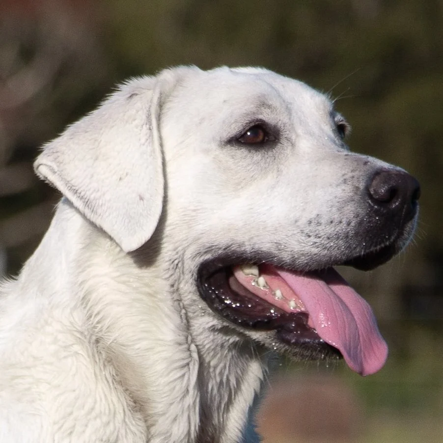 Puppy Litters — Martin Lake Labradors of Houston