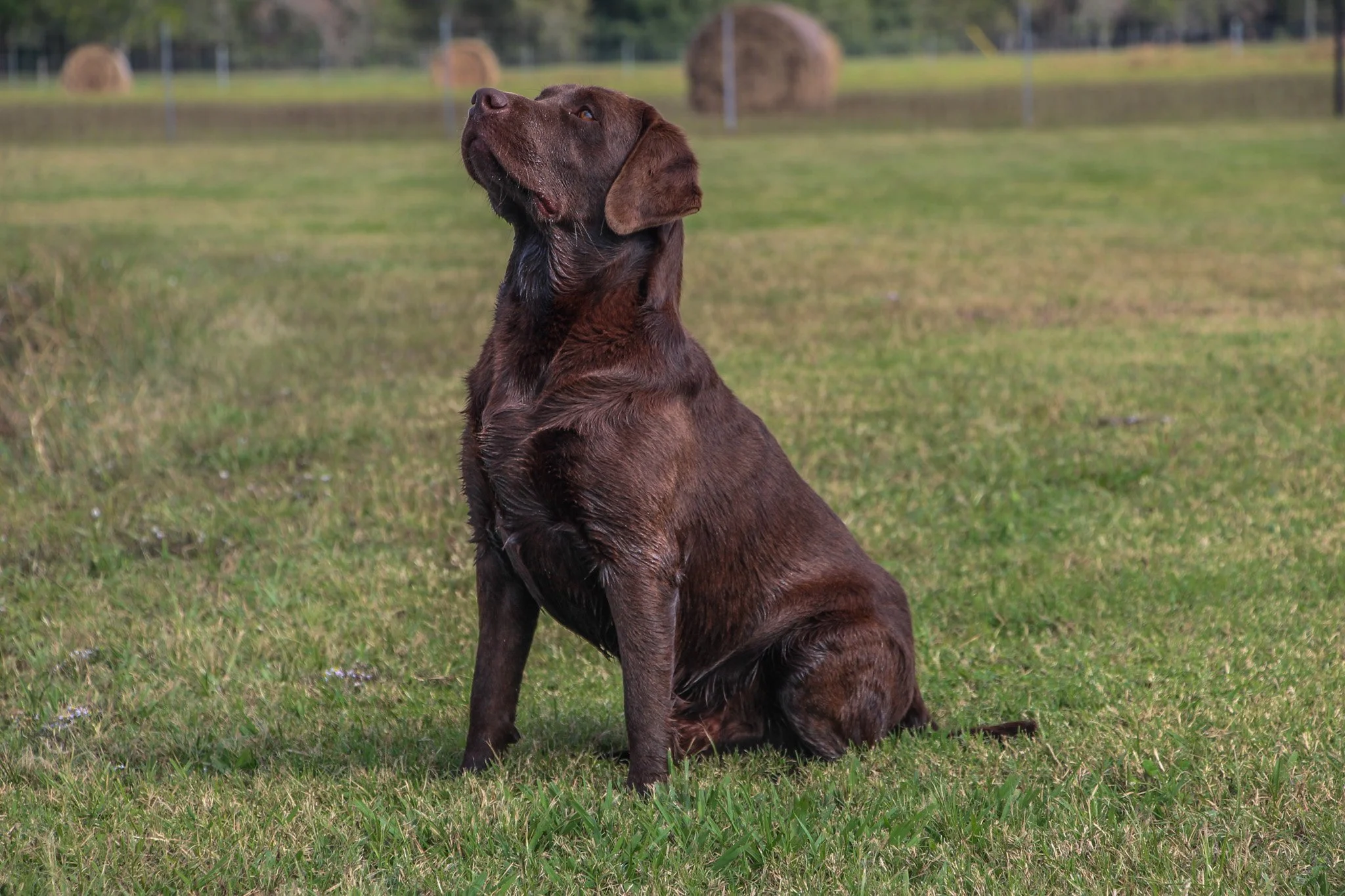 Gunner — Martin Lake Labradors of Houston