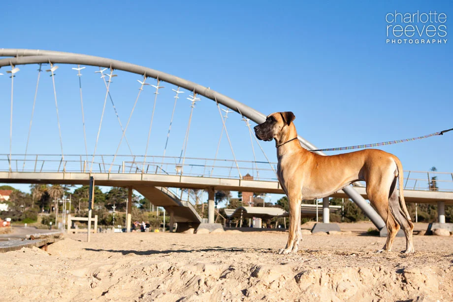 Client Session ~ Jackson, Alexa, Tyson and Kiki the Great Danes ...