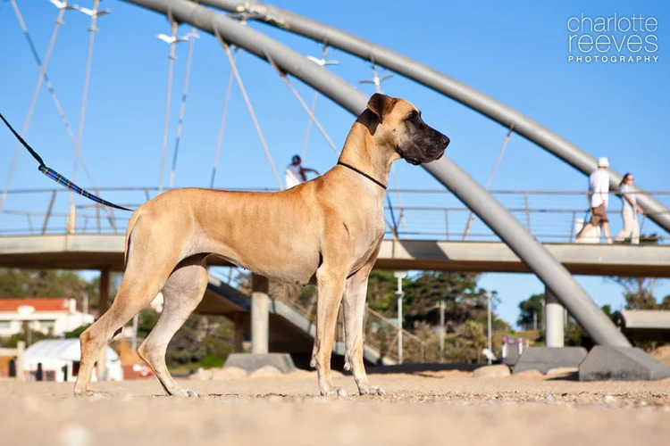 Client Session ~ Jackson, Alexa, Tyson and Kiki the Great Danes ...