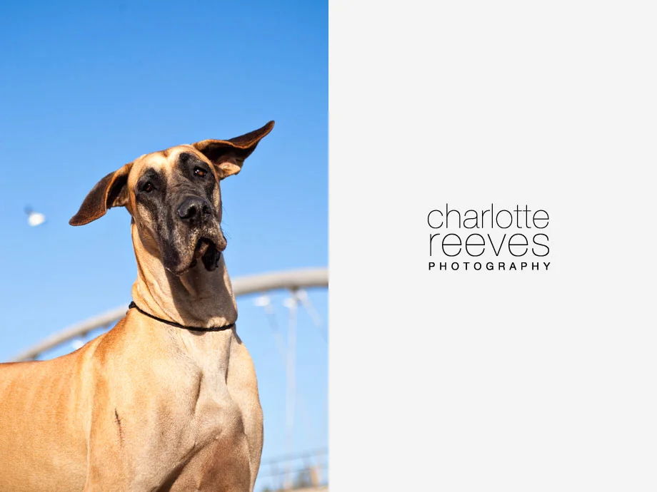 Client Session ~ Jackson, Alexa, Tyson and Kiki the Great Danes ...