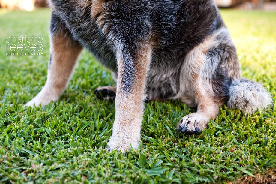Client Session ~ Holly & Russell the Australian Cattle Dogs — Charlotte ...