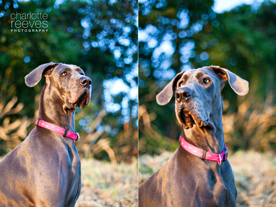Luna Session ~ Late Afternoon Light — Charlotte Reeves Photography