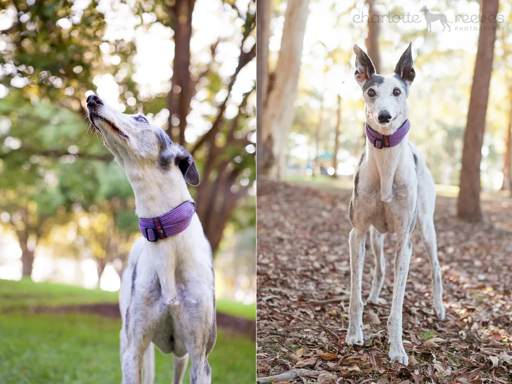 Client Session ~ Lucy and Deanna the Greyhounds in Brisbane — Charlotte ...