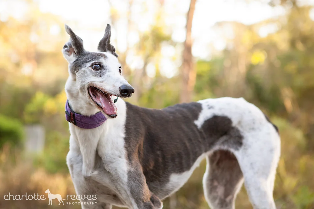 Client Session ~ Lucy and Deanna the Greyhounds in Brisbane — Charlotte ...