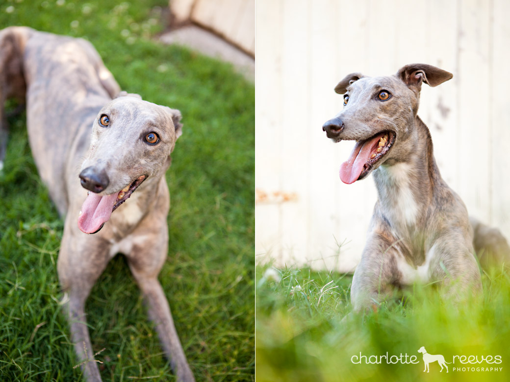 Client Session ~ Lucy and Deanna the Greyhounds in Brisbane — Charlotte ...