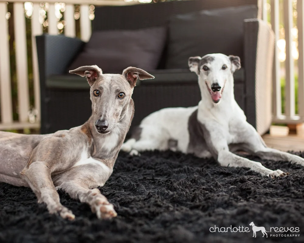 Client Session ~ Lucy and Deanna the Greyhounds in Brisbane — Charlotte ...