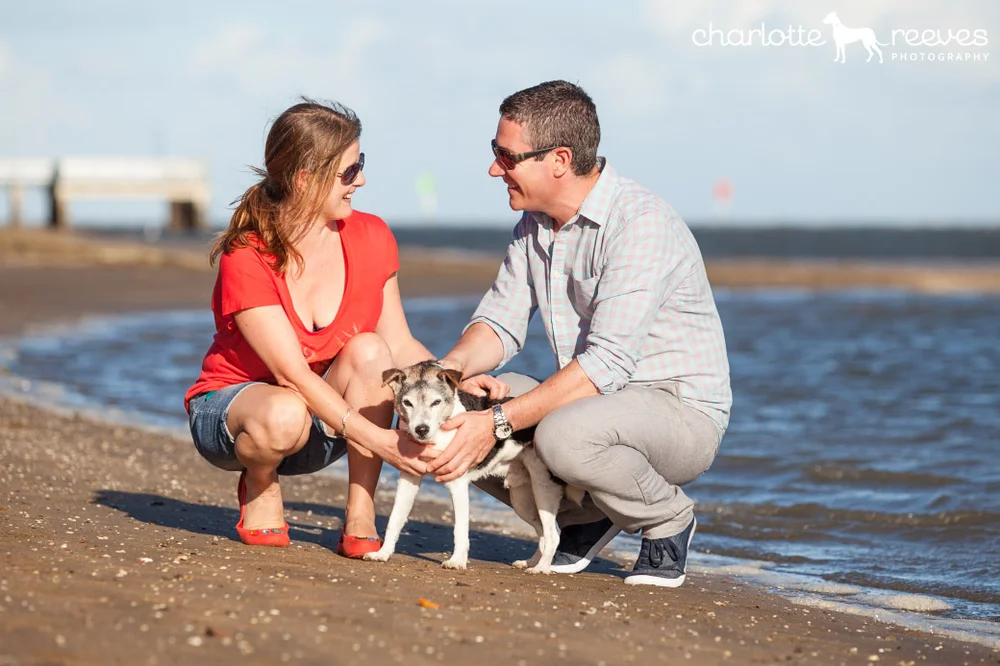 Client Session ~ Jake the Jack Russell Terrier in Brisbane — Charlotte ...