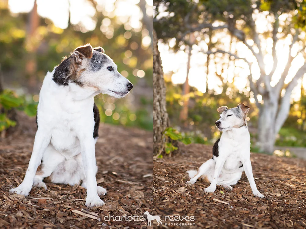 Client Session ~ Jake the Jack Russell Terrier in Brisbane — Charlotte ...