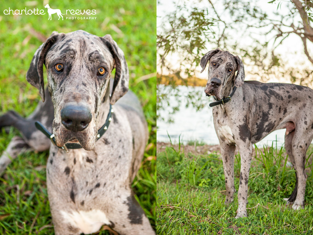 Client Session ~ Hero the Great Dane — Charlotte Reeves Photography